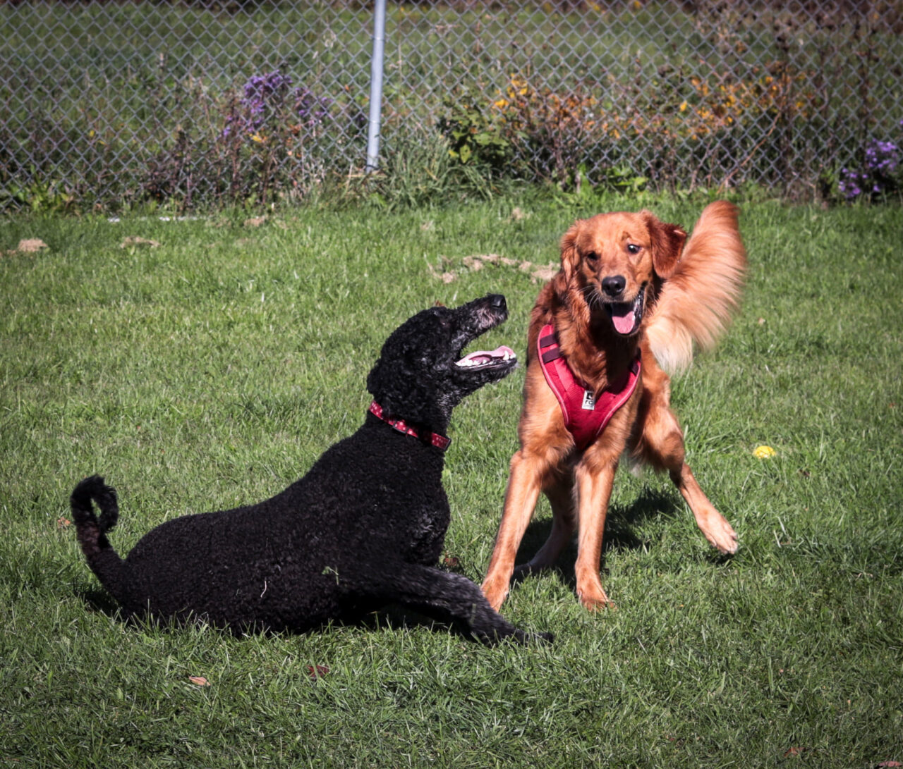 7 Reasons Dogs Bark and How to Stop Them | Loyalist Barkway